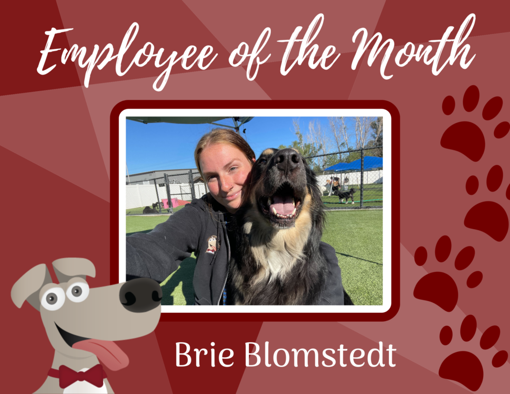 Our Team – WOOF Dog Care Center