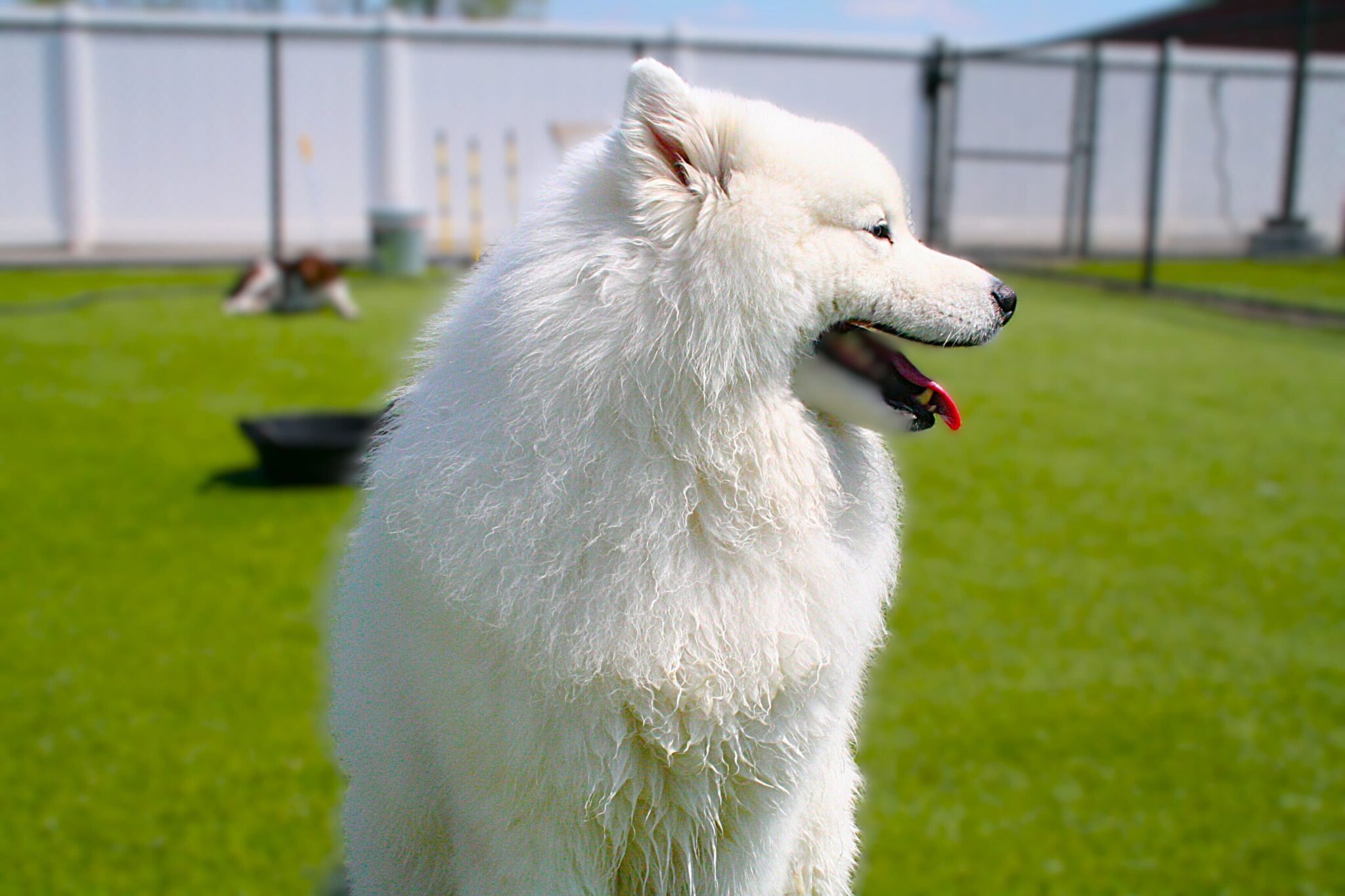 Dog Training – WOOF Dog Care Center